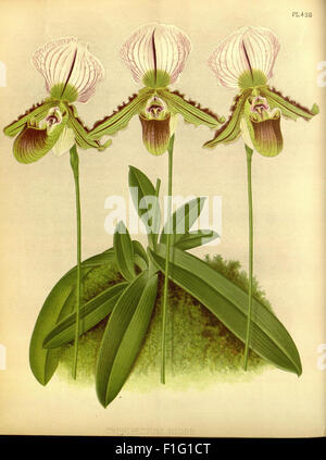 The *Orchid Album* is a botanical work featuring detailed illustrations ...