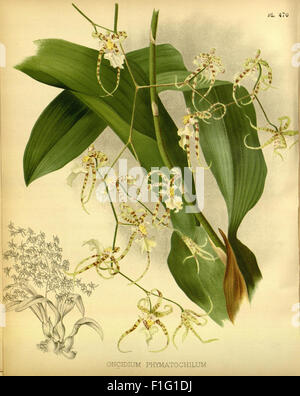 *Orchid Album* is a collection of detailed botanical illustrations and ...