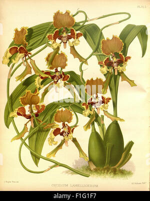 'Orchid Album' is a periodical featuring illustrated descriptions of ...