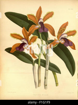 The 'Orchid Album' is a historic botanical work featuring detailed ...