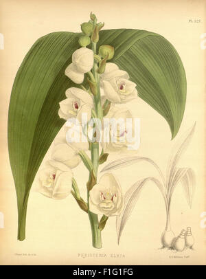 *Orchid Album* is a visual and descriptive work dedicated to orchids ...