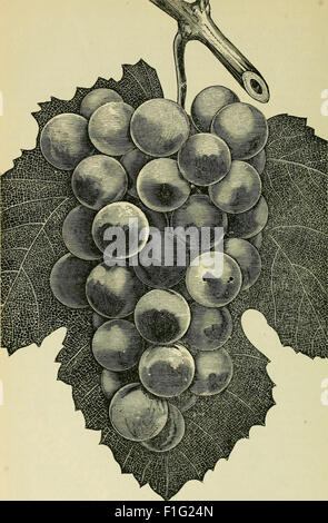 *Our Native Grape* (1893) provides a detailed overview of grape ...