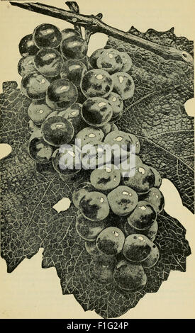 This 1893 book focuses on the cultivation of native grape varieties in ...