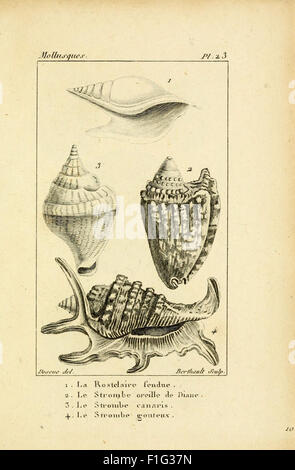 Atlas des mollusques (Pl. 4 Stock Photo - Alamy