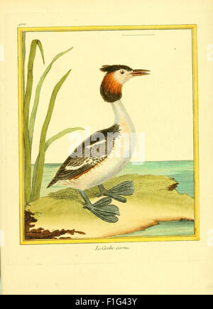 This historic work showcases a collection of bird illustrations created ...