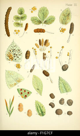 *Rust, Smut, Mildew and Mould* (Plate XIII) discusses various plant ...