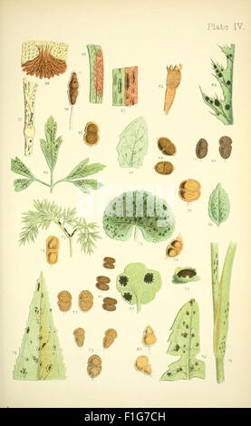 An illustration from 'Rust, Smut, Mildew, and Mould,' depicting various ...
