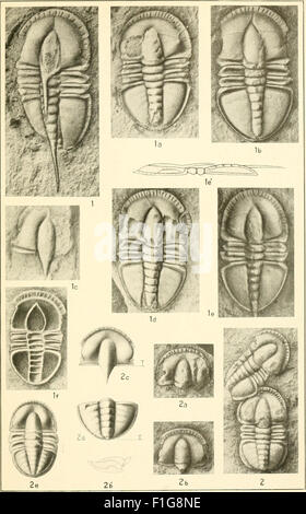 Smithsonian miscellaneous collections (1916 Stock Photo - Alamy