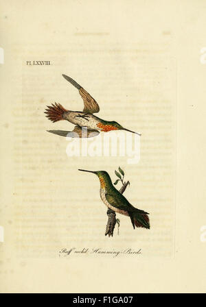 A general history of birds, Birds Pictorial works University of ...