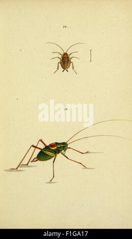 This work showcases the insect fauna of Switzerland, focusing on new or ...