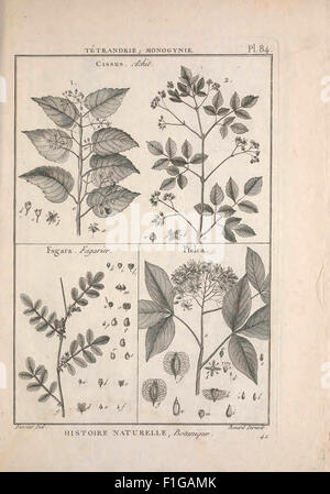 'Tableau encyclopédique et méthodique' presents a systematic and ...