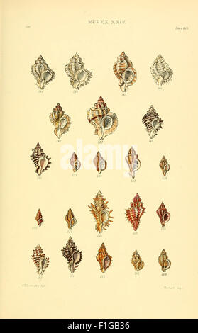 'Species Conchyliorum' is a detailed work documenting the various ...