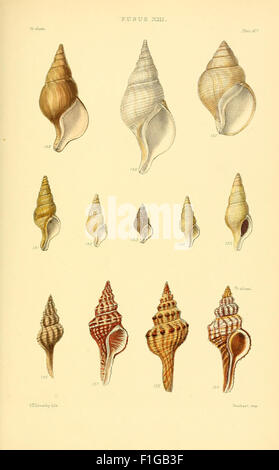 *Thesaurus Conchyliorum* offers detailed monographs of shell genera ...