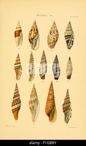 'Thesaurus Conchyliorum' is a monograph on the classification of shell ...