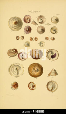 *Thesaurus Conchyliorum* is a detailed monograph series on mollusks ...