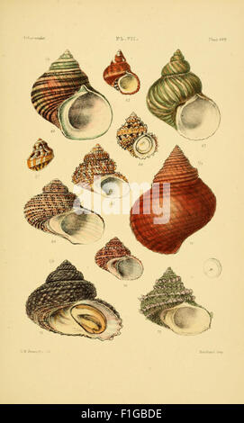 *Thesaurus Conchyliorum* is a comprehensive monograph detailing various ...