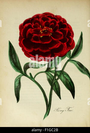 'The American Flora' focuses on the native plants of North America ...
