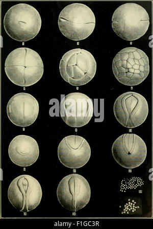 The 'American Journal of Anatomy,' published in 1901, features articles ...