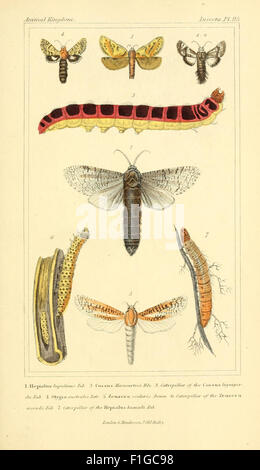 This foundational zoological work categorizes animals based on their ...