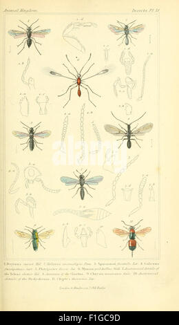 This foundational zoological work classifies animals based on their ...