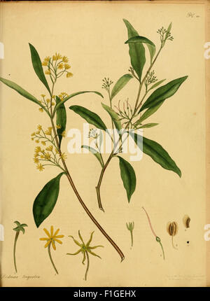 This botanical work showcases rare and newly discovered plants ...