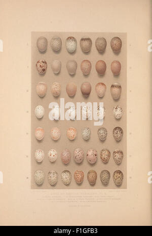 *The British Warblers* is a detailed illustration of British warbler ...