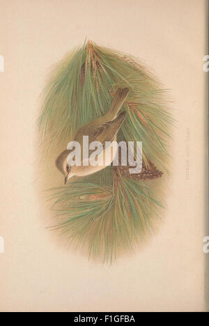 'The British Warblers' focuses on the various species of warblers found ...