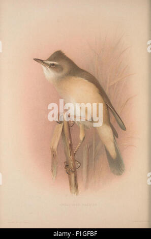 'The British Warblers' provides an in-depth look at the warbler species ...