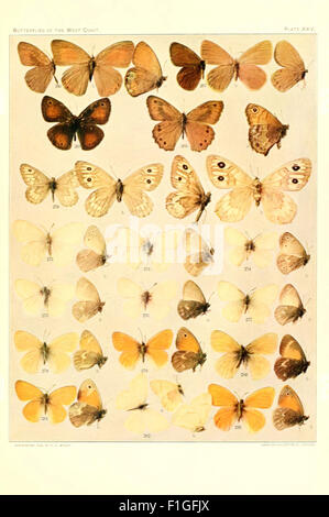 This vintage illustration from 'The Butterflies of the West Coast of ...