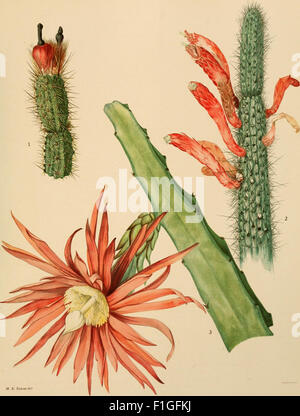 *The Cactaceae* is a botanical work that provides detailed descriptions ...