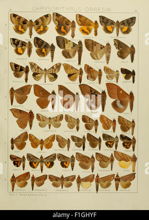 This work provides a detailed illustration of macrolepidoptera species ...