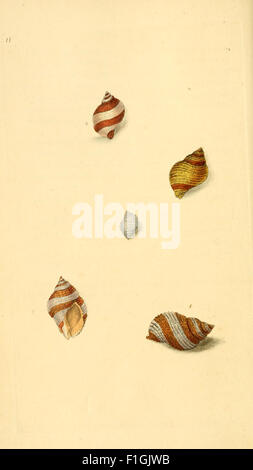 'The Natural History of British Shells' provides detailed illustrations ...
