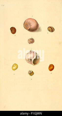 'The Natural History of British Shells' focuses on the shell species ...