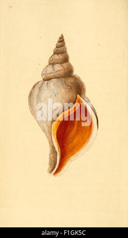 'The Natural History of British Shells' provides detailed descriptions ...