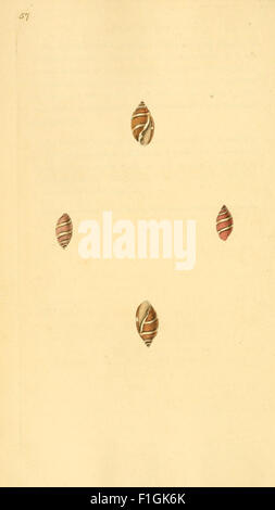 The 'Natural History of British Shells' provides a detailed study of ...