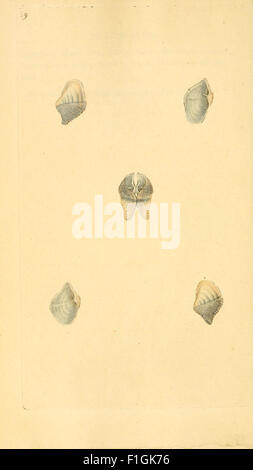 'The Natural History of British Shells' includes detailed illustrations ...