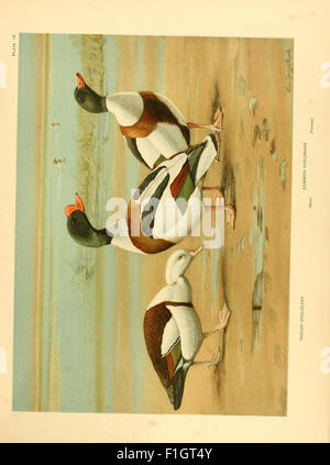 'A Natural History of the Ducks' features detailed illustrations and ...