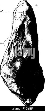 The transition from rostro-carinate flint implements to tongue-shaped ...