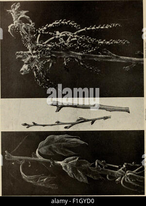 This 1920 guide provides an accessible overview of North American trees ...