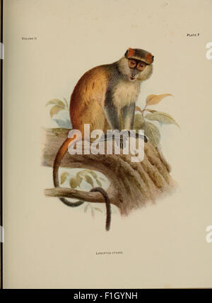 This work provides a comprehensive review of primates, covering their ...