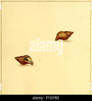 Published in 1789, this work presents an exhaustive collection of shell ...