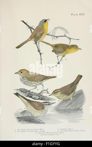 This work details the various species of warblers found in North ...