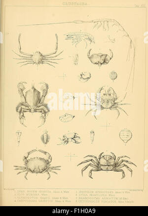 'The Zoology of the Voyage of H.M.S. Samarang' documents the zoological ...