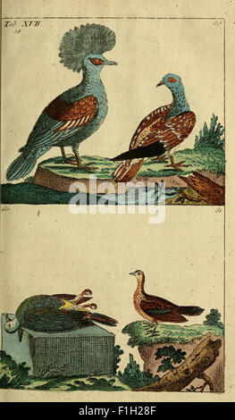 An illustration of ornithology from a book depicting bird species and ...