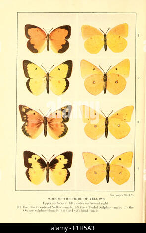'Butterflies Worth Knowing' explores various butterfly species ...