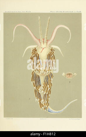 This work focuses on the Olividae family and related mollusk species ...