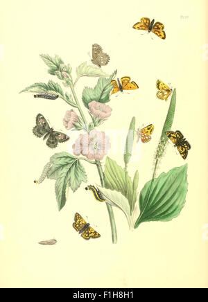 This illustration, from 'British Butterflies and Their Transformations ...