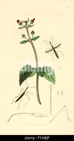 'The Natural History of British Insects' is a classic work documenting ...