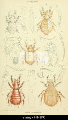 'British Oribatid' focuses on the Oribatidae, a family of mites within ...