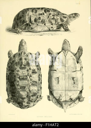 The *Catalogue of Shield Reptiles* features various species from the ...
